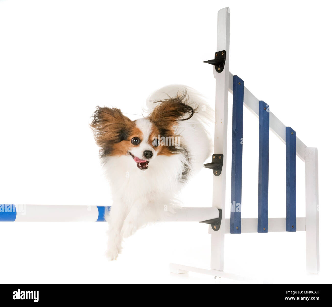training of agility in front of white background Stock Photo - Alamy