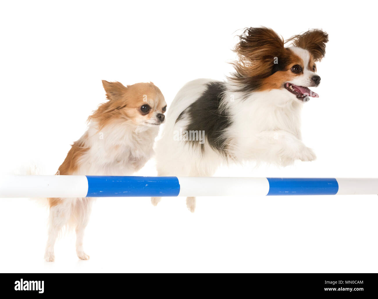 training of agility in front of white background Stock Photo - Alamy