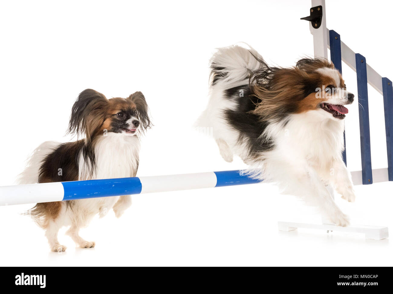 training of agility in front of white background Stock Photo - Alamy