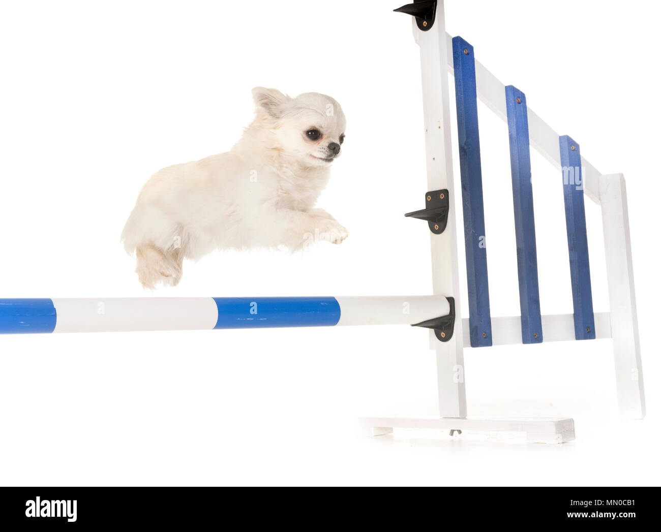 training of agility in front of white background Stock Photo - Alamy