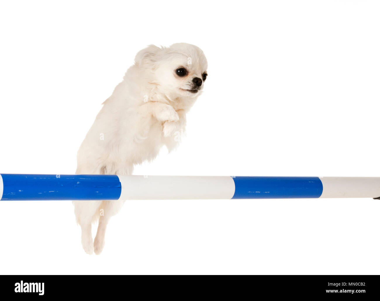 training of agility in front of white background Stock Photo - Alamy