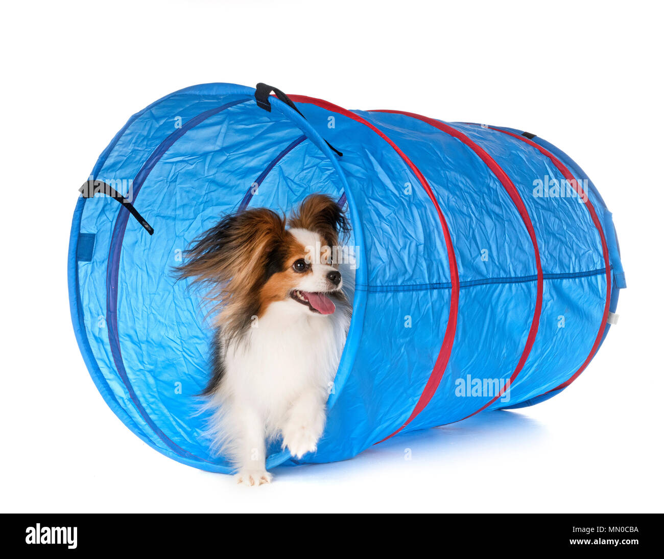 training of agility in front of white background Stock Photo - Alamy