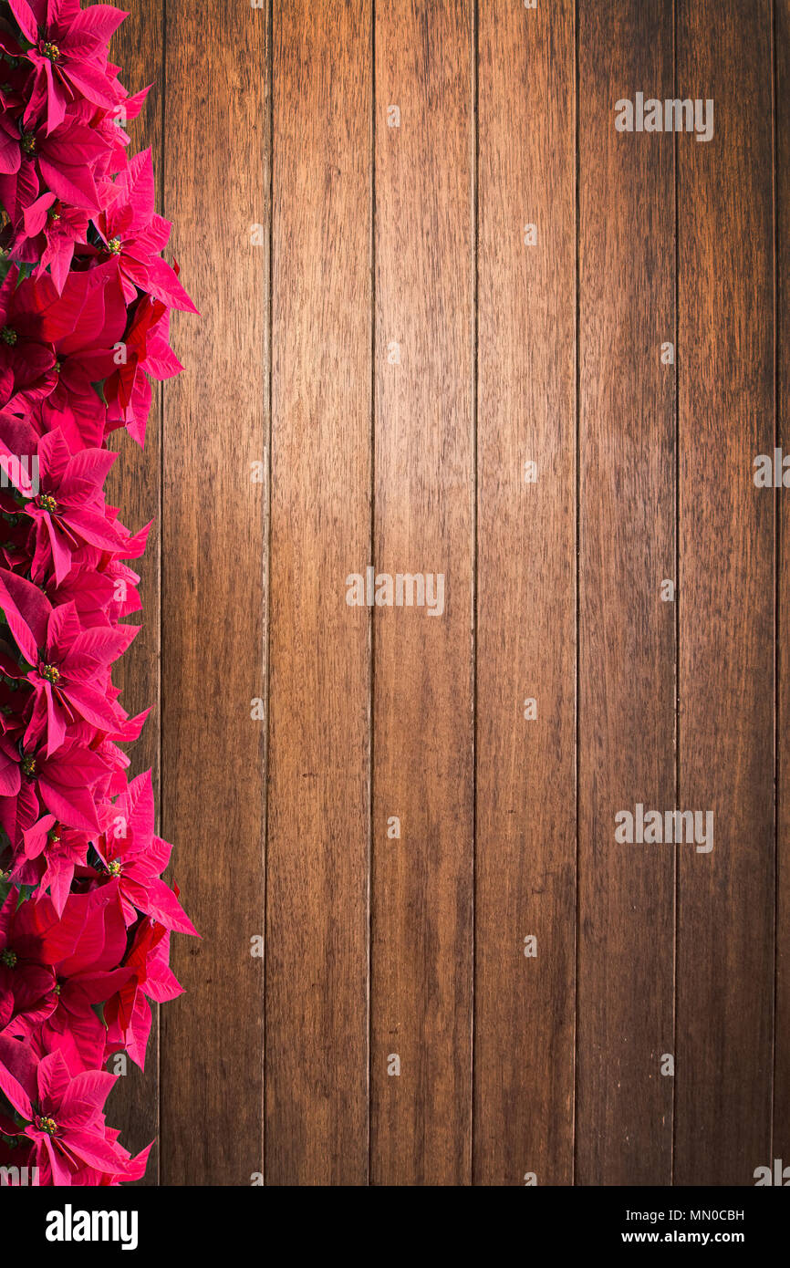 Red christmas poinsettia flower margin vertical or horizontal on shiny ...