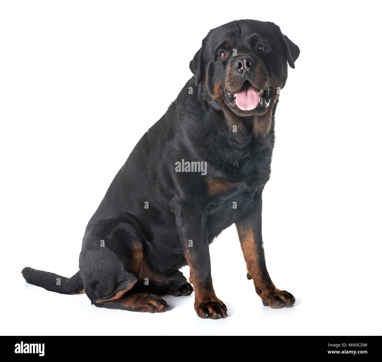 purebred rottweiler in front of white background Stock Photo - Alamy