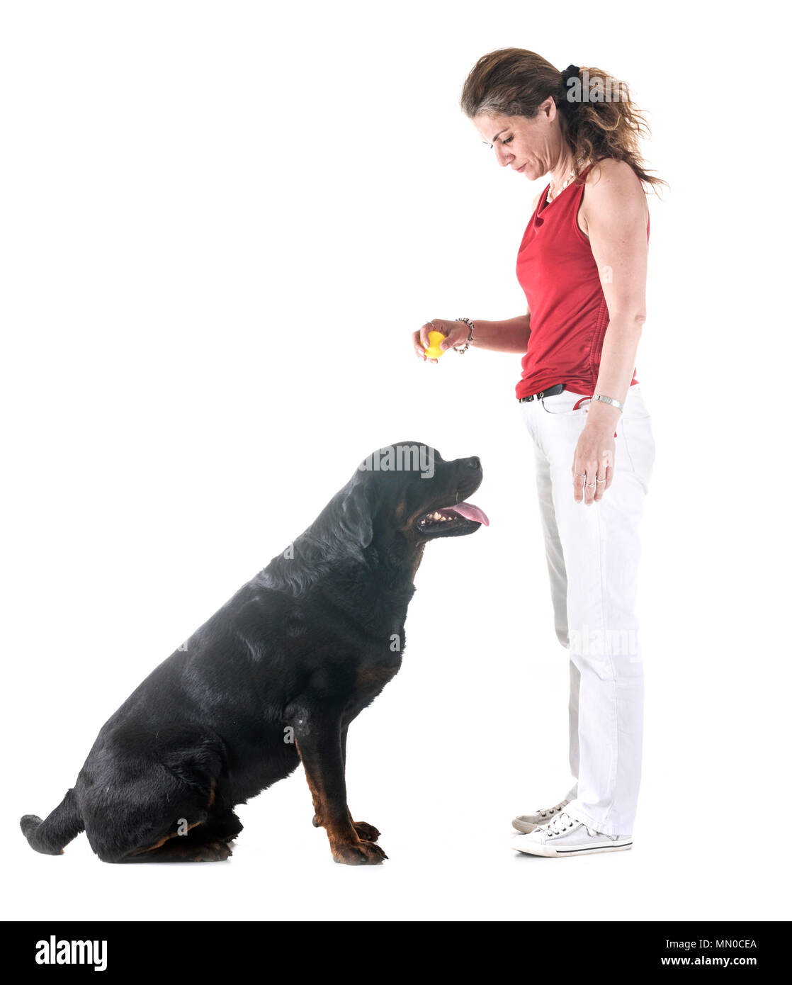Woman pet owner training Cut Out Stock Images & Pictures - Alamy