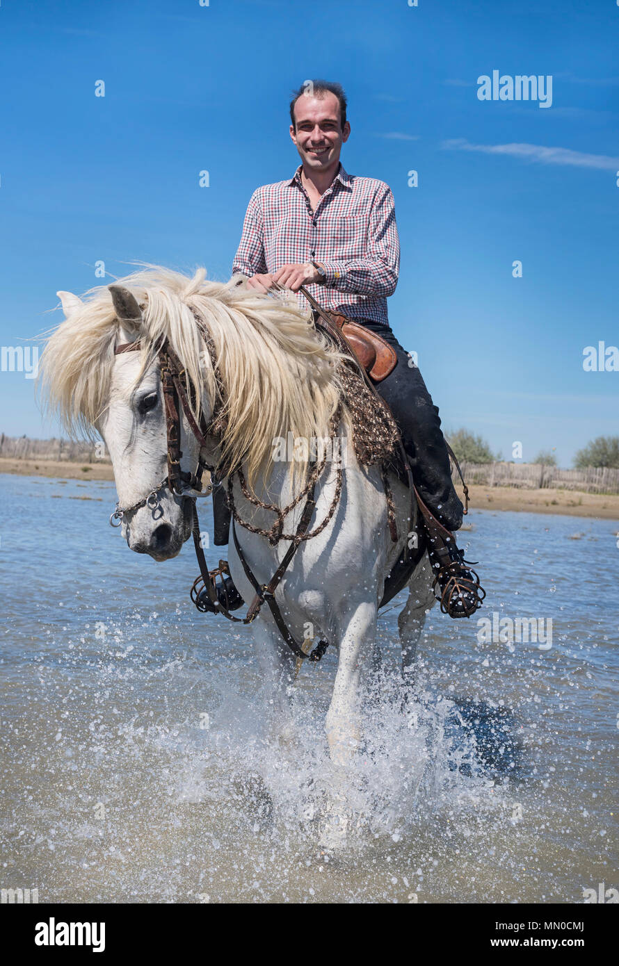 riding man and his stallion on the beach Stock Photo - Alamy