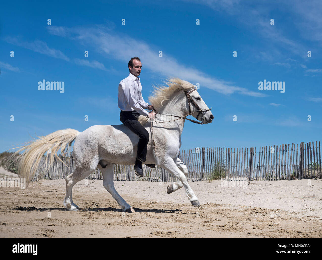 Riding man and stallion on beach hi-res stock photography and images ...