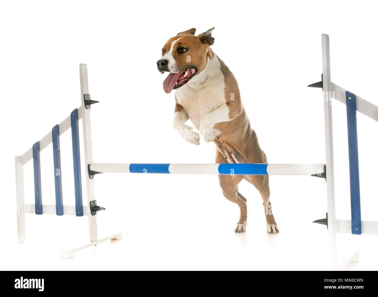 jumping american staffordshire terrier in front of white background ...