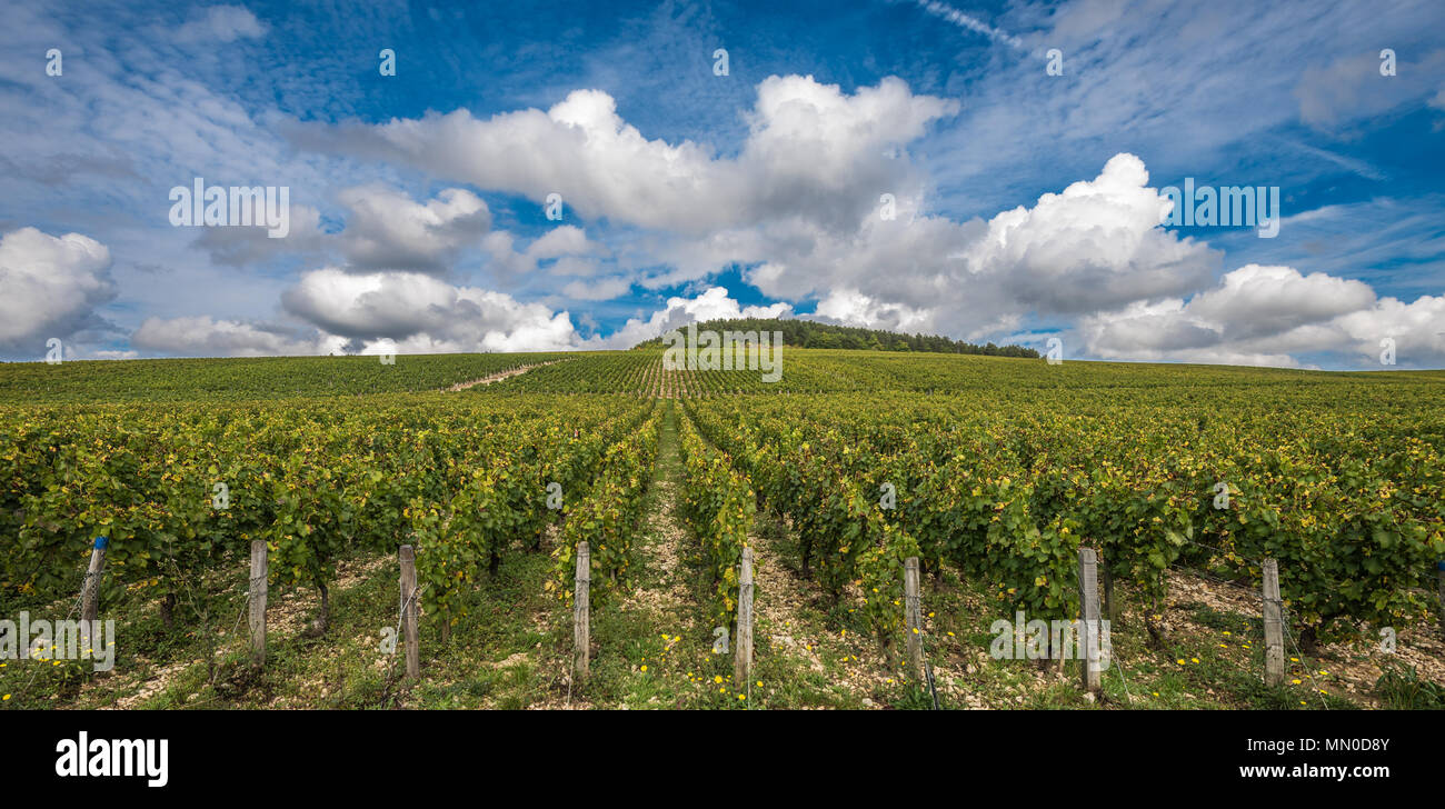 Chardonnay grand cru grapes harvest hi-res stock photography and images ...