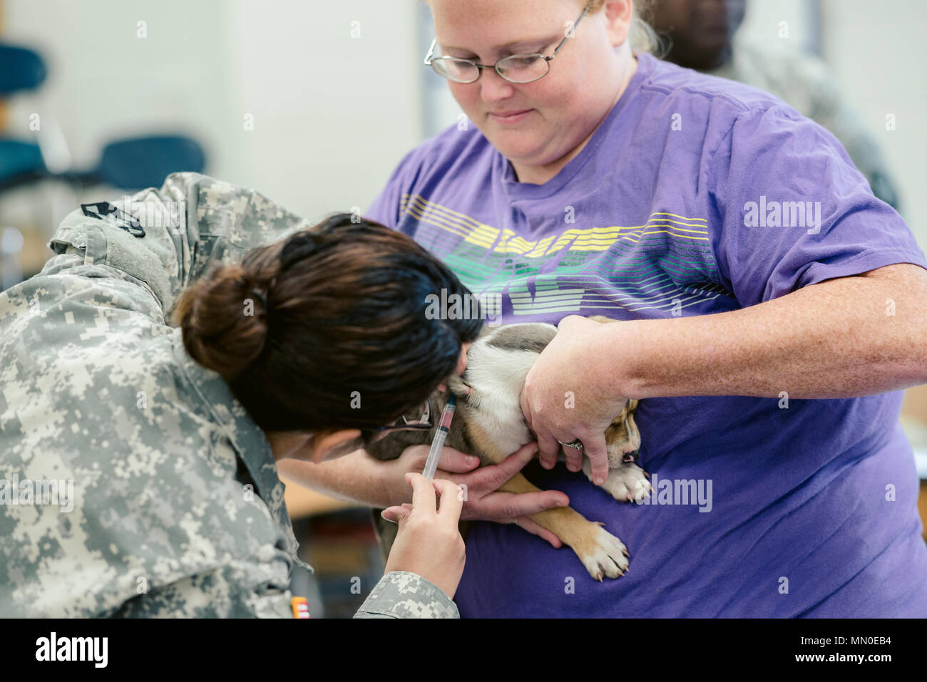 169th medical detachment veterinary services hi-res stock photography ...
