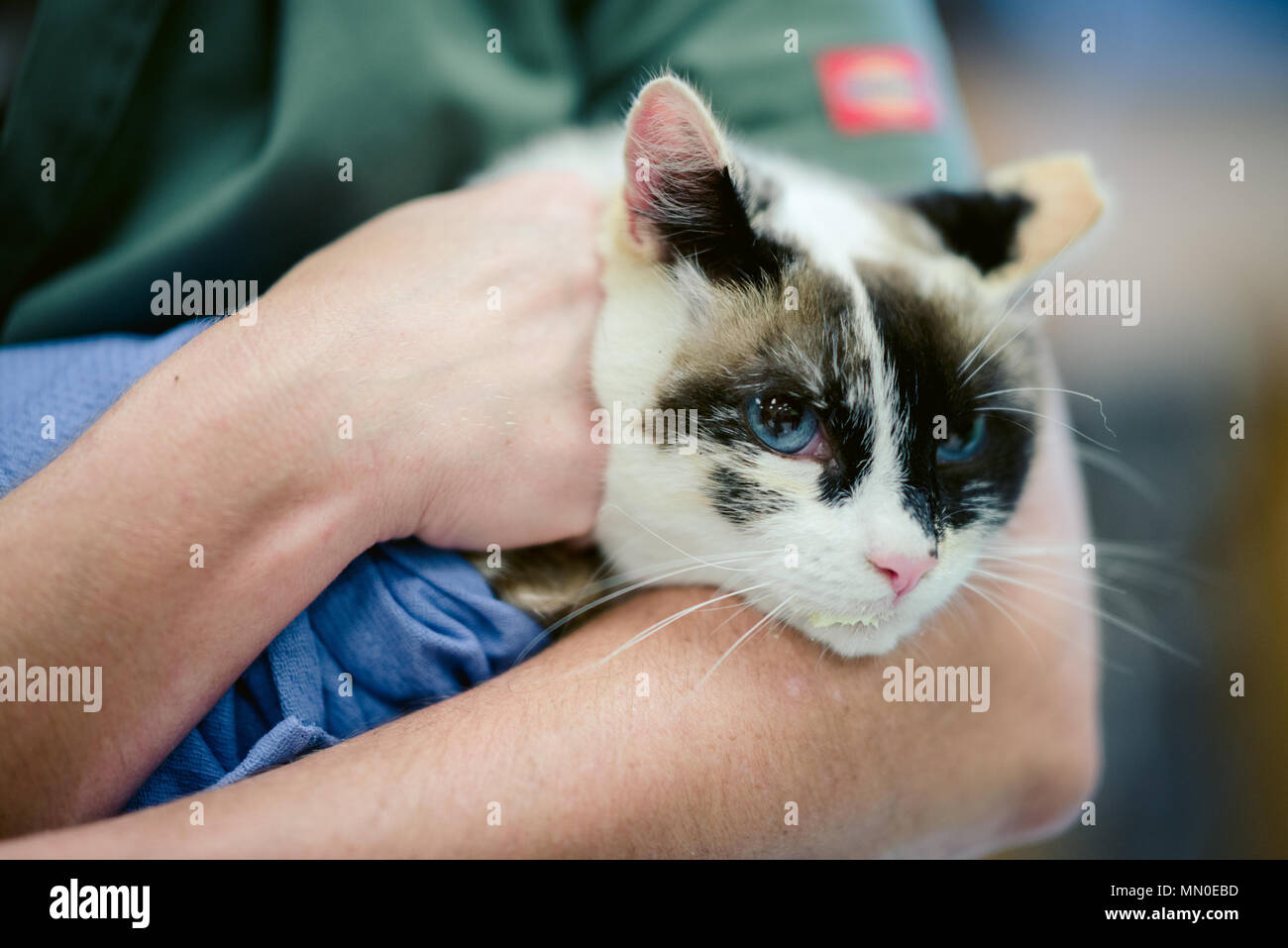 Calico receives preventative deworming medication from the 169th ...