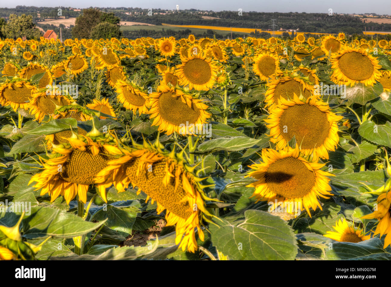 French sunflowers hi-res stock photography and images - Alamy