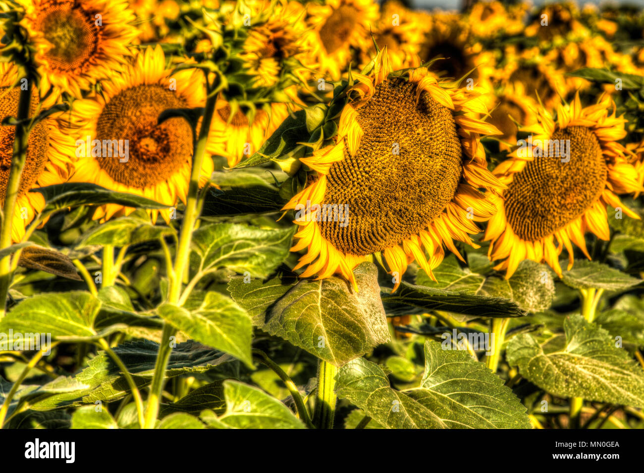 French sunflowers europe hi-res stock photography and images - Alamy
