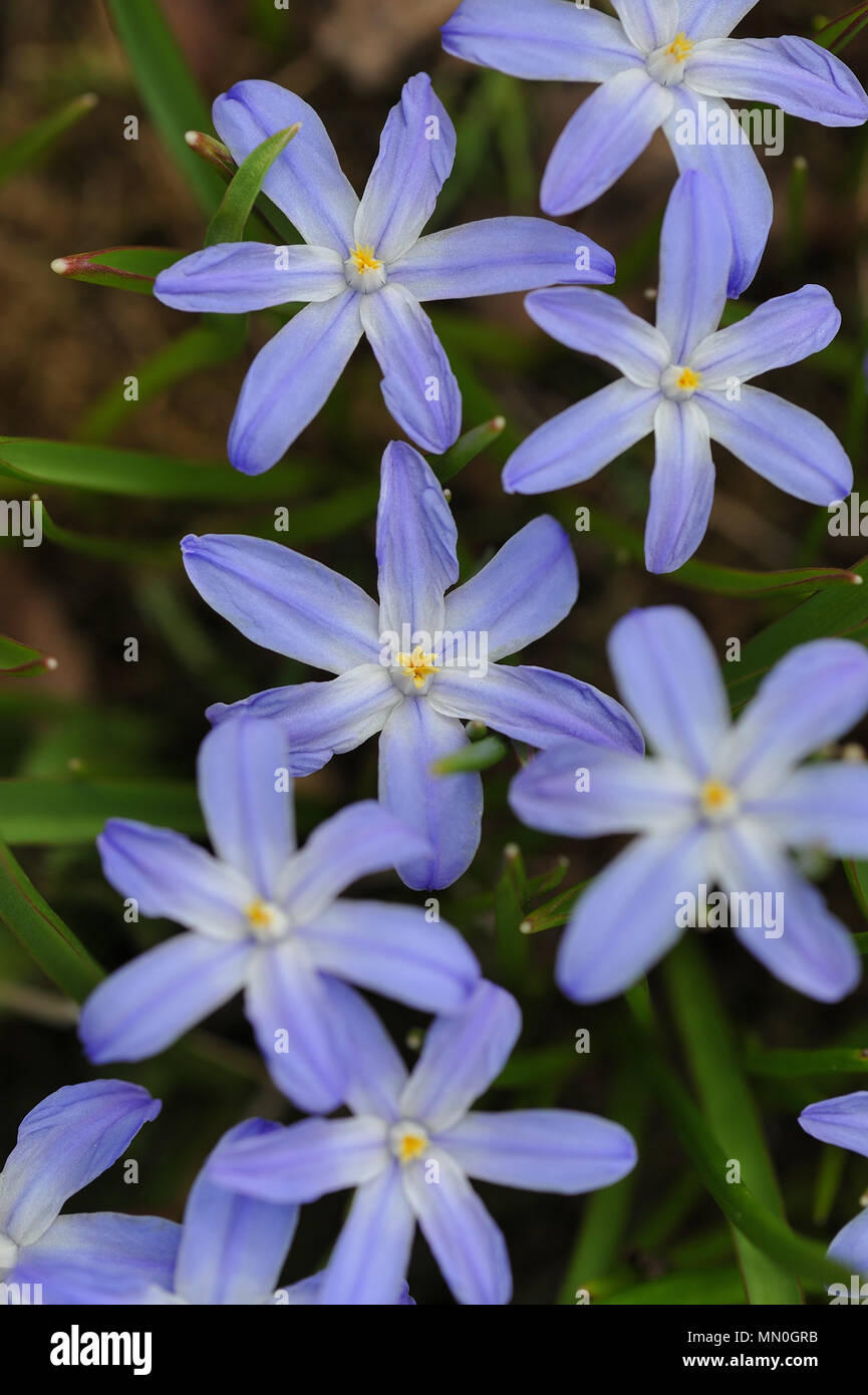 Scylla flowers hi-res stock photography and images - Alamy