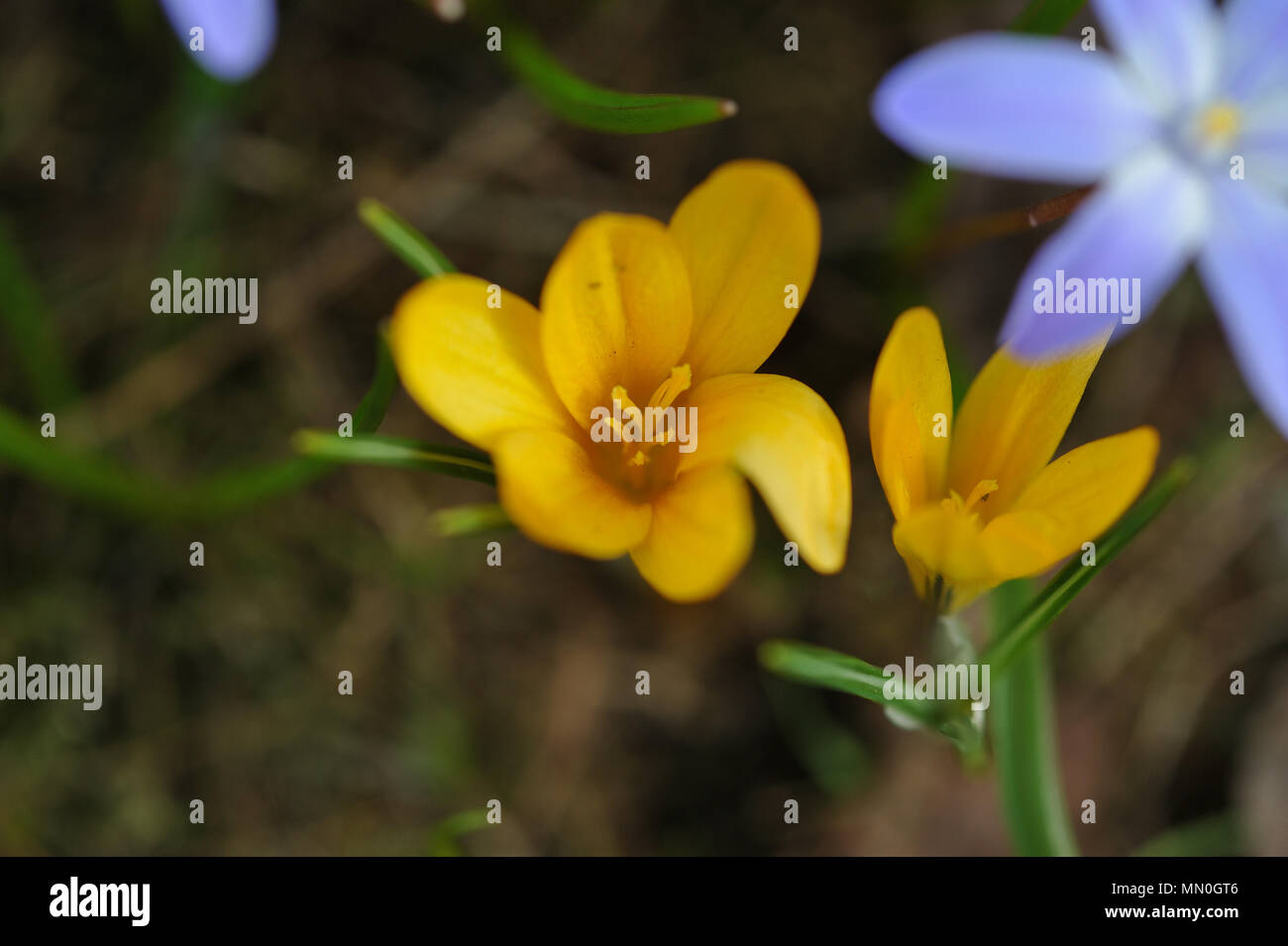 Crocus flowers close-up on a flower bed after the snow Stock Photo - Alamy