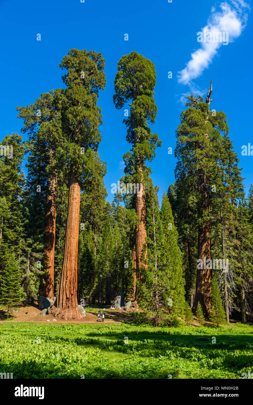 People walking on the Big Trees Trail in Sequoia National Park where ...