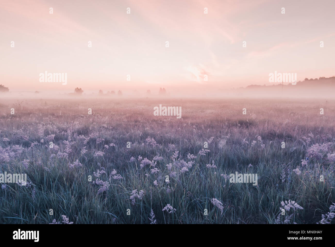 summer sunrise field of blooming pink meadow flowers Stock Photo - Alamy