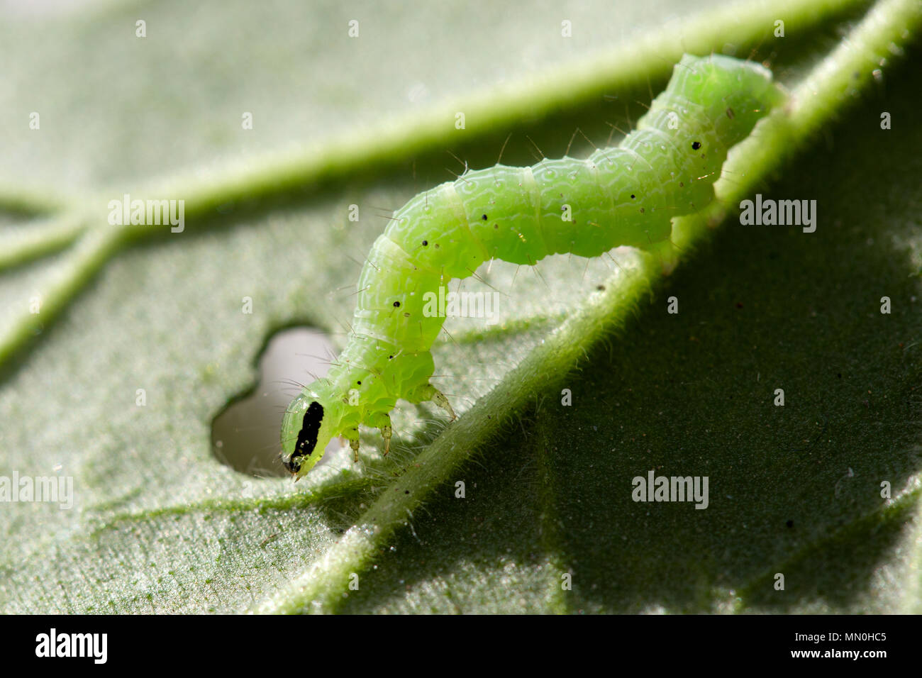 Garden pests. green caterpillars , loopers, enjoying geraniums leaf ...