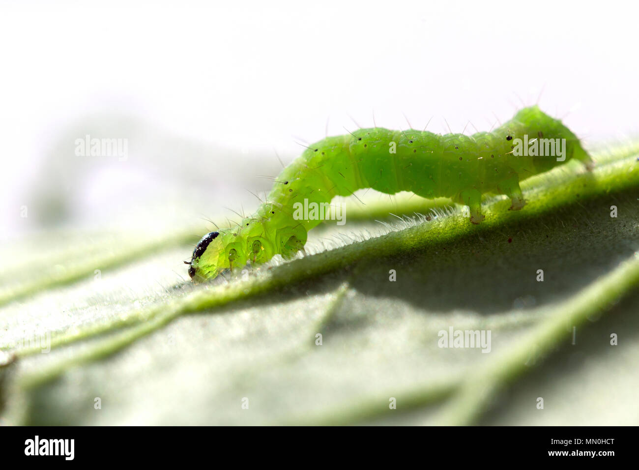 Looper caterpillars hi-res stock photography and images - Alamy