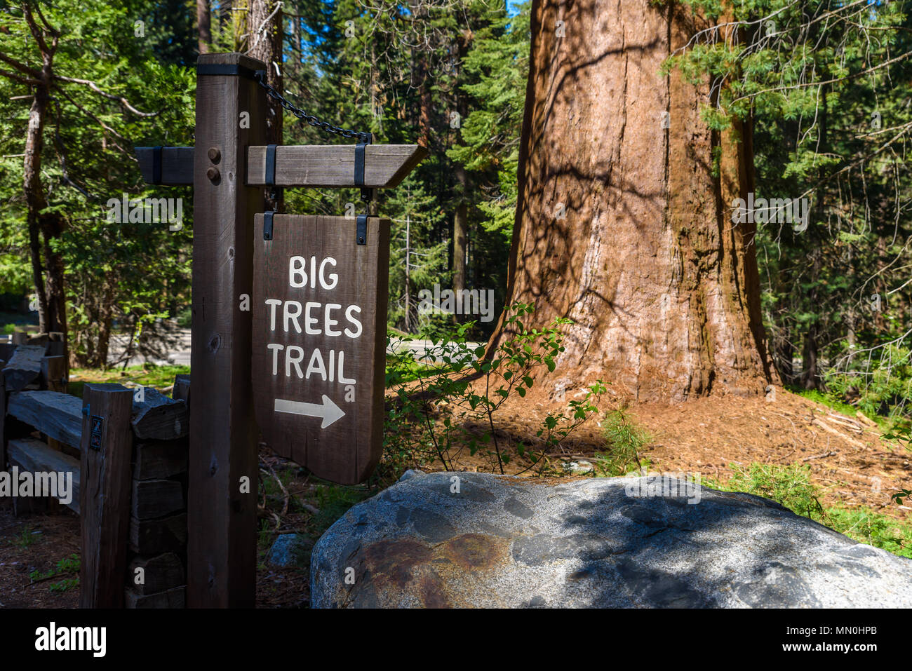 Beautiful scenery on the Big Trees Trail in Sequoia National Park where ...