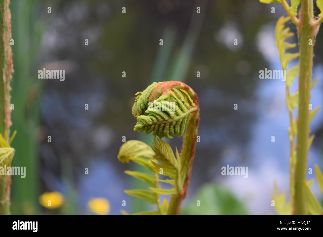 Curled fern hi-res stock photography and images - Alamy
