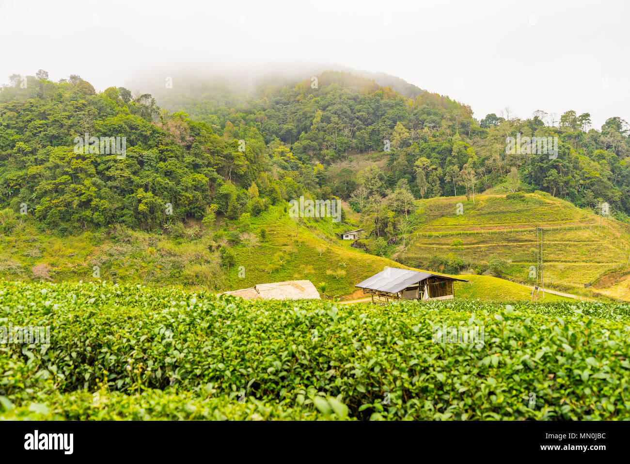 Tea plantation farm hi-res stock photography and images - Alamy