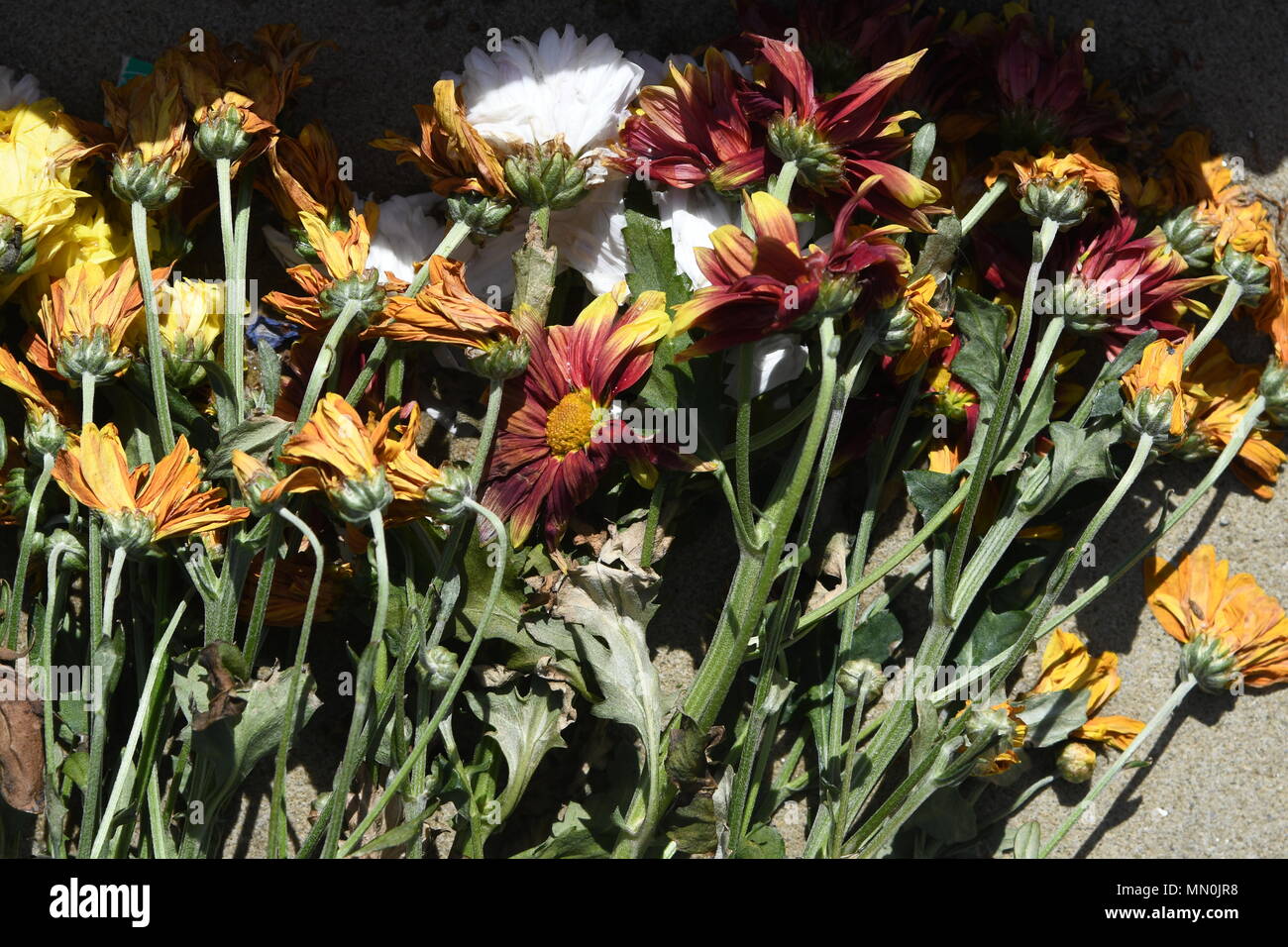 Decaying memorial flowers hi-res stock photography and images - Alamy