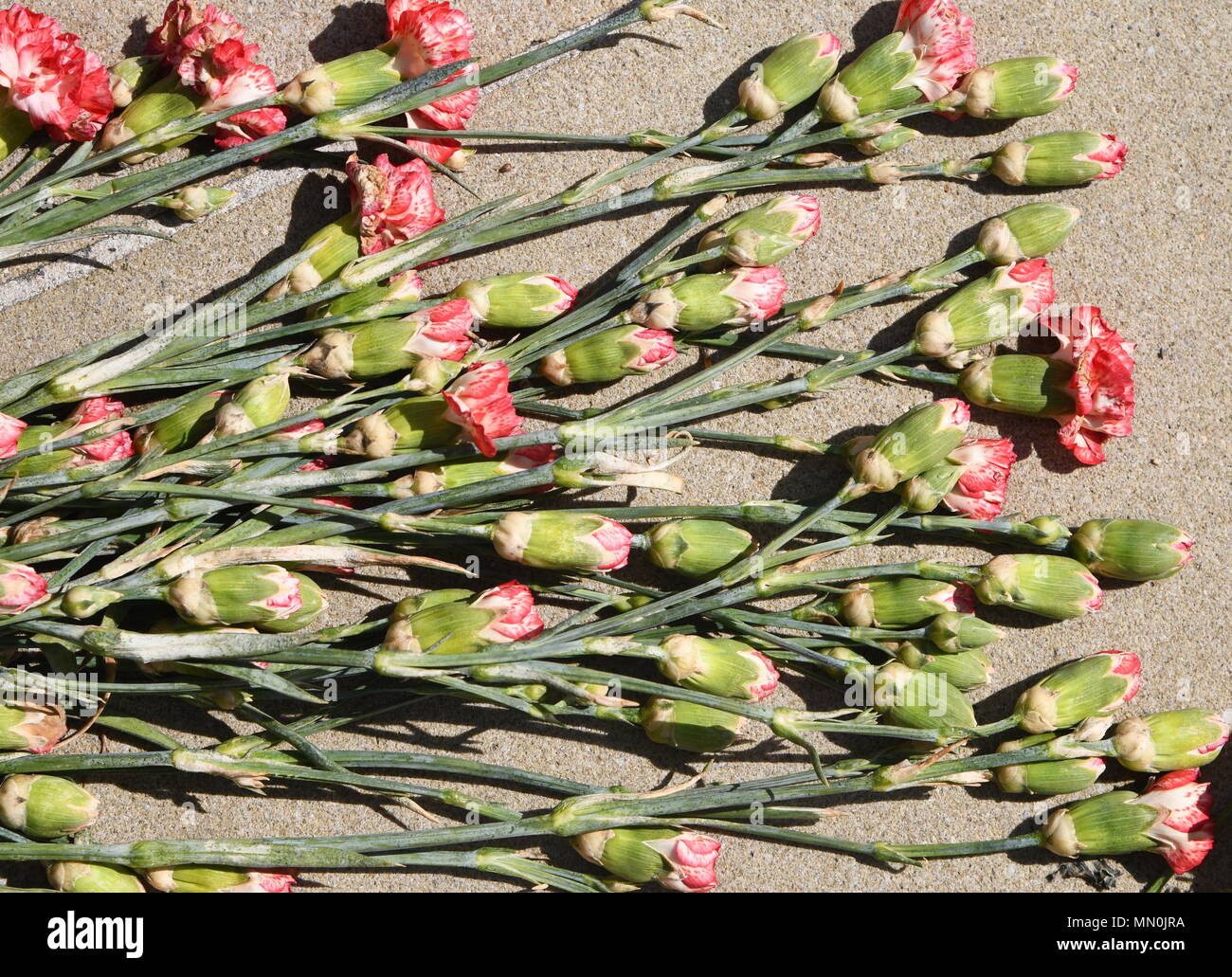 Dying Plants High Resolution Stock Photography and Images - Alamy