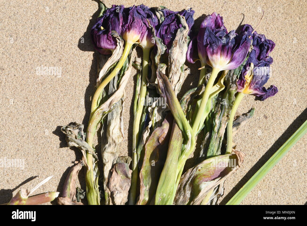 Commemorative flowers hi-res stock photography and images - Alamy