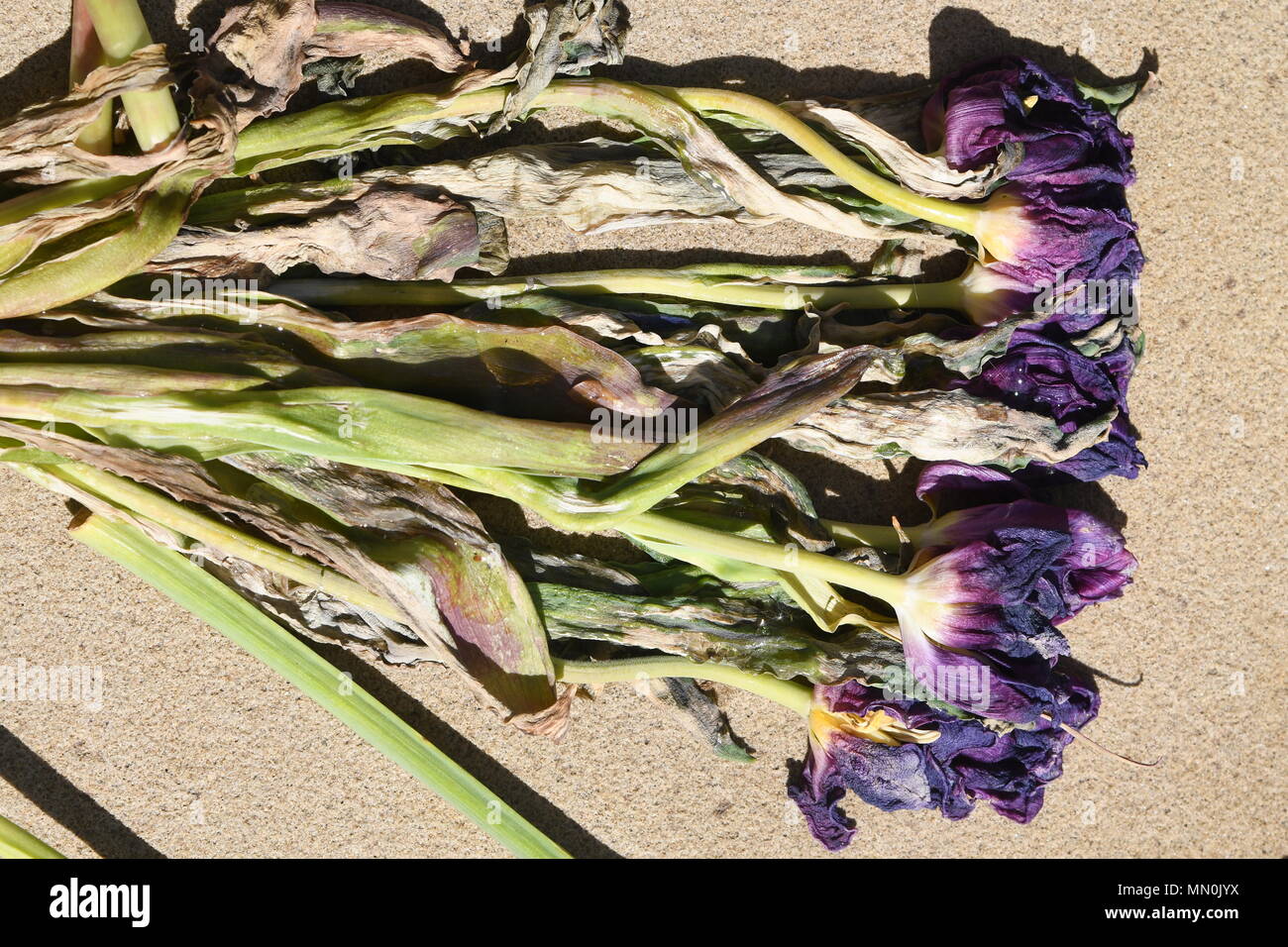 Bunch of withered flowers hi-res stock photography and images - Alamy