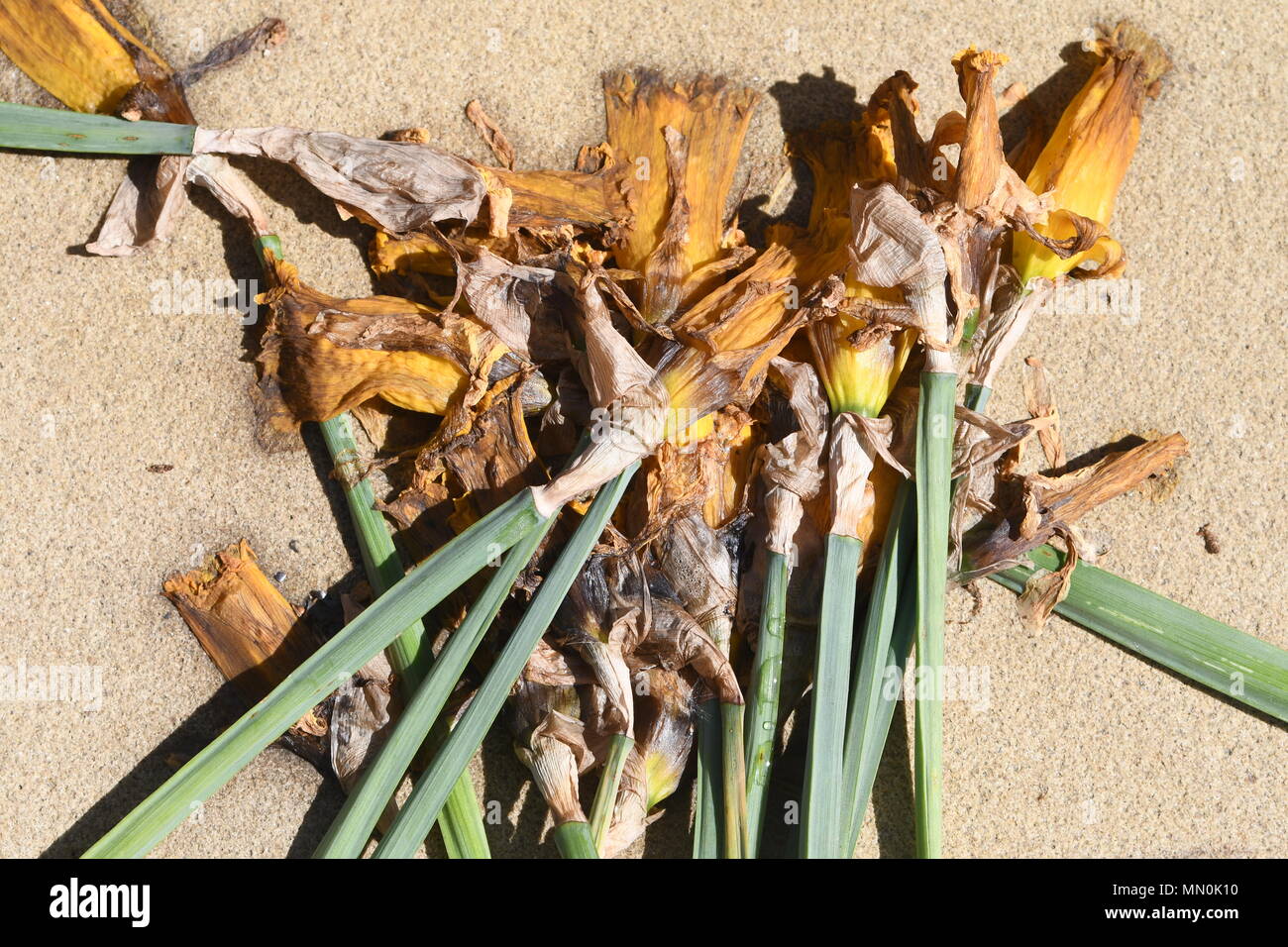 Decaying memorial flowers hi-res stock photography and images - Alamy