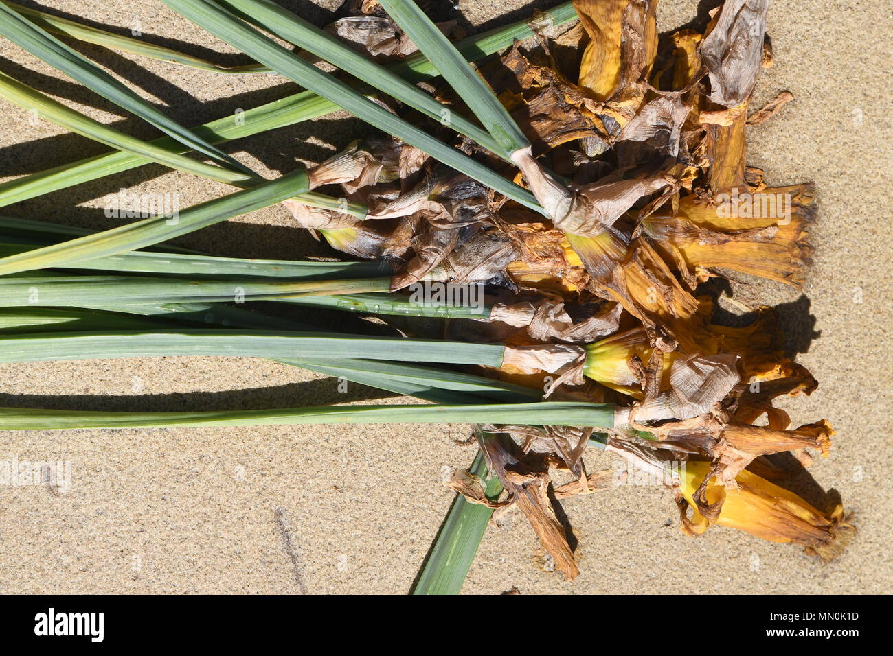 Decaying memorial flowers hi-res stock photography and images - Alamy