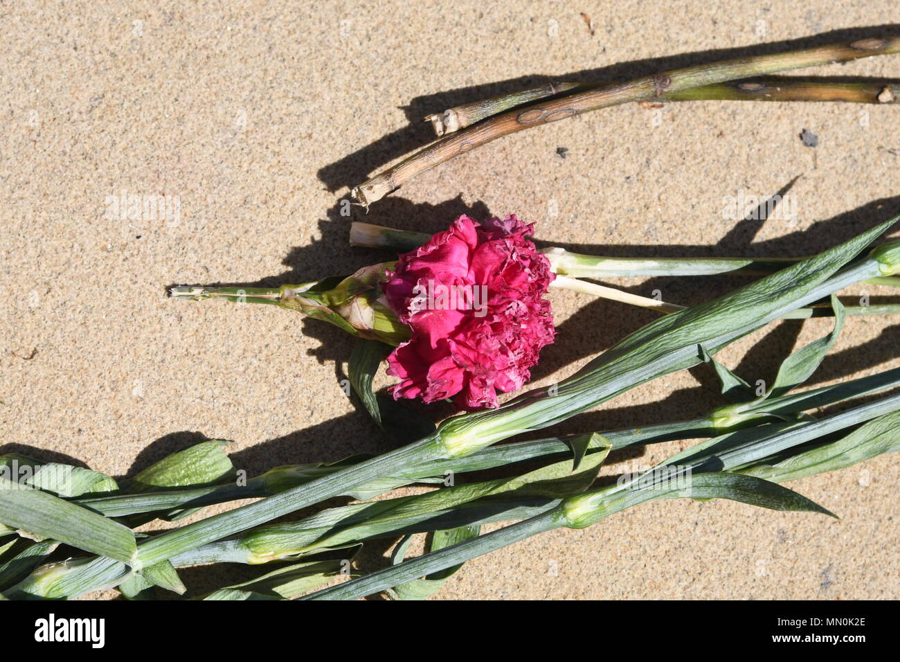 Carnations dead hi-res stock photography and images - Alamy