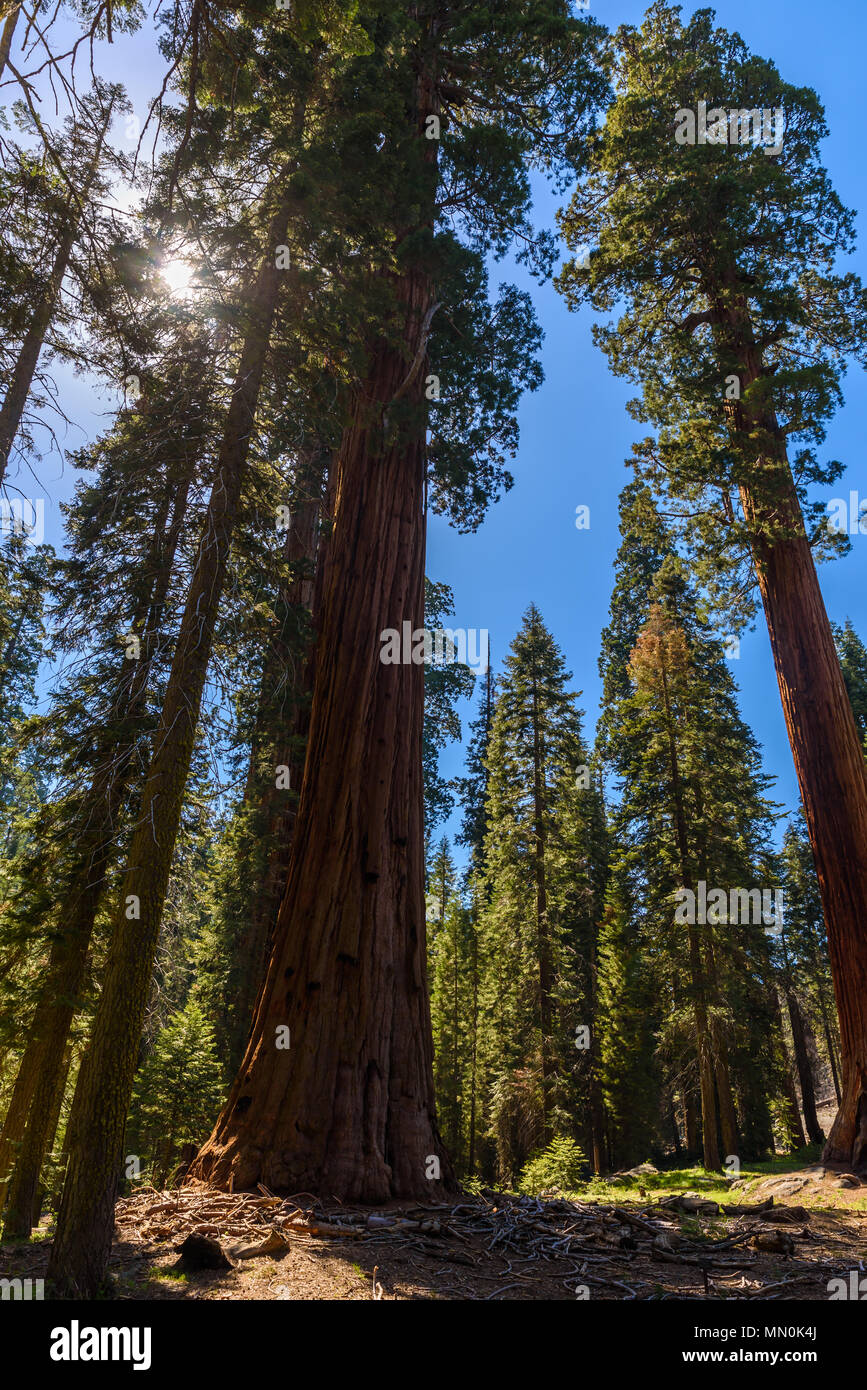 Beautiful scenery on the Big Trees Trail in Sequoia National Park where ...