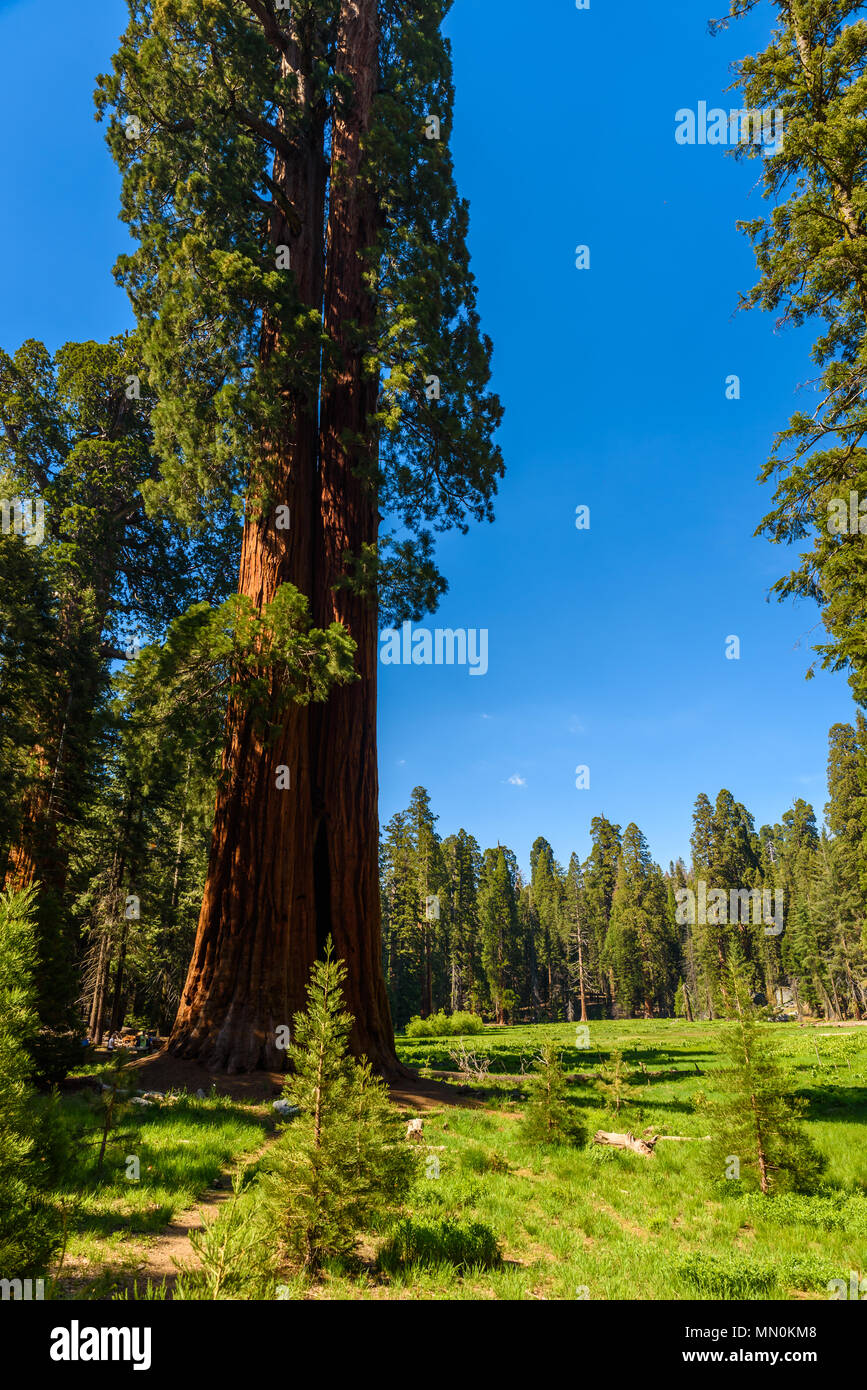 Beautiful scenery on the Big Trees Trail in Sequoia National Park where ...