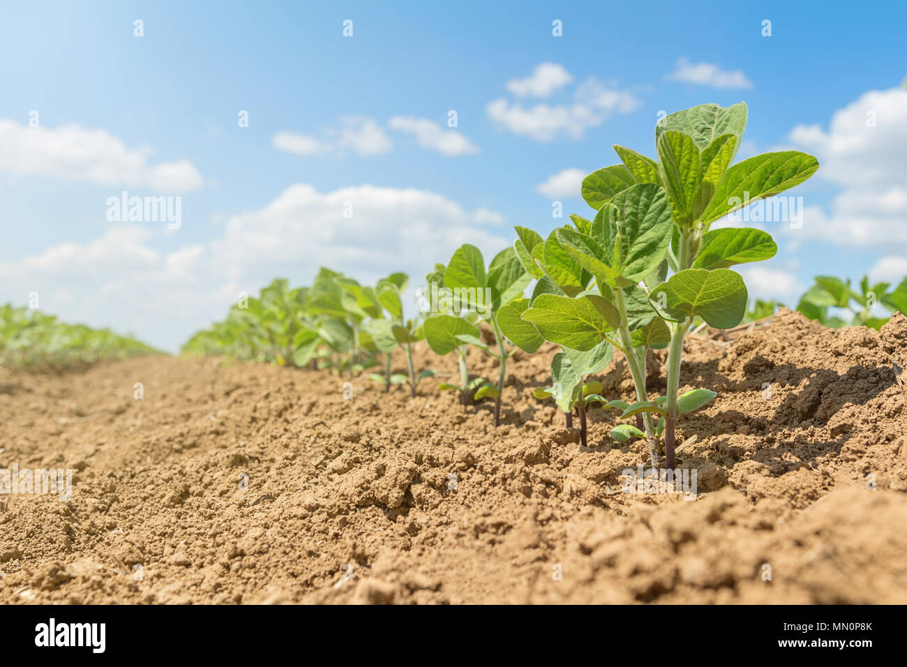 Green cultivated soy bean plant in field, spring time Stock Photo - Alamy
