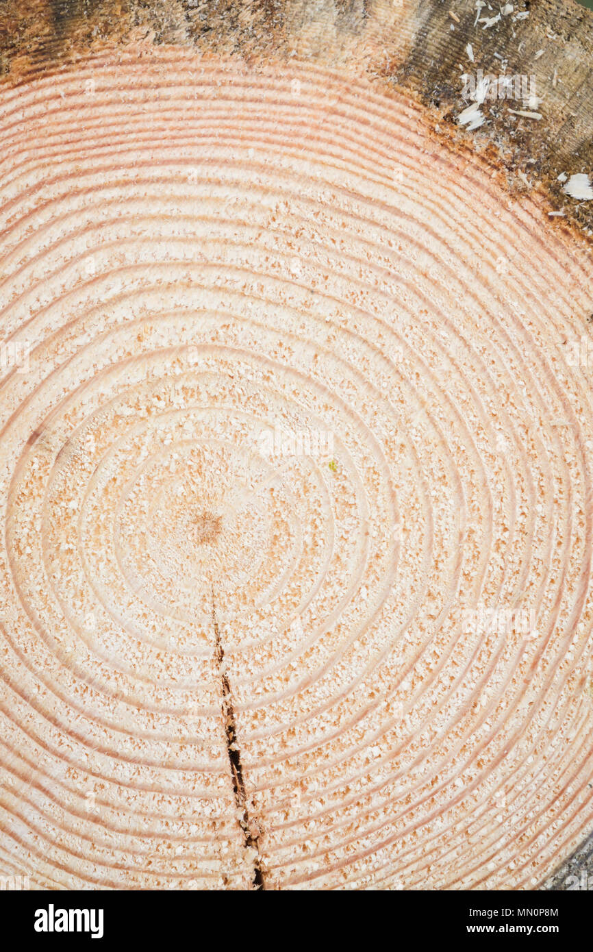 Smooth cut of sawn round wooden log Stock Photo - Alamy