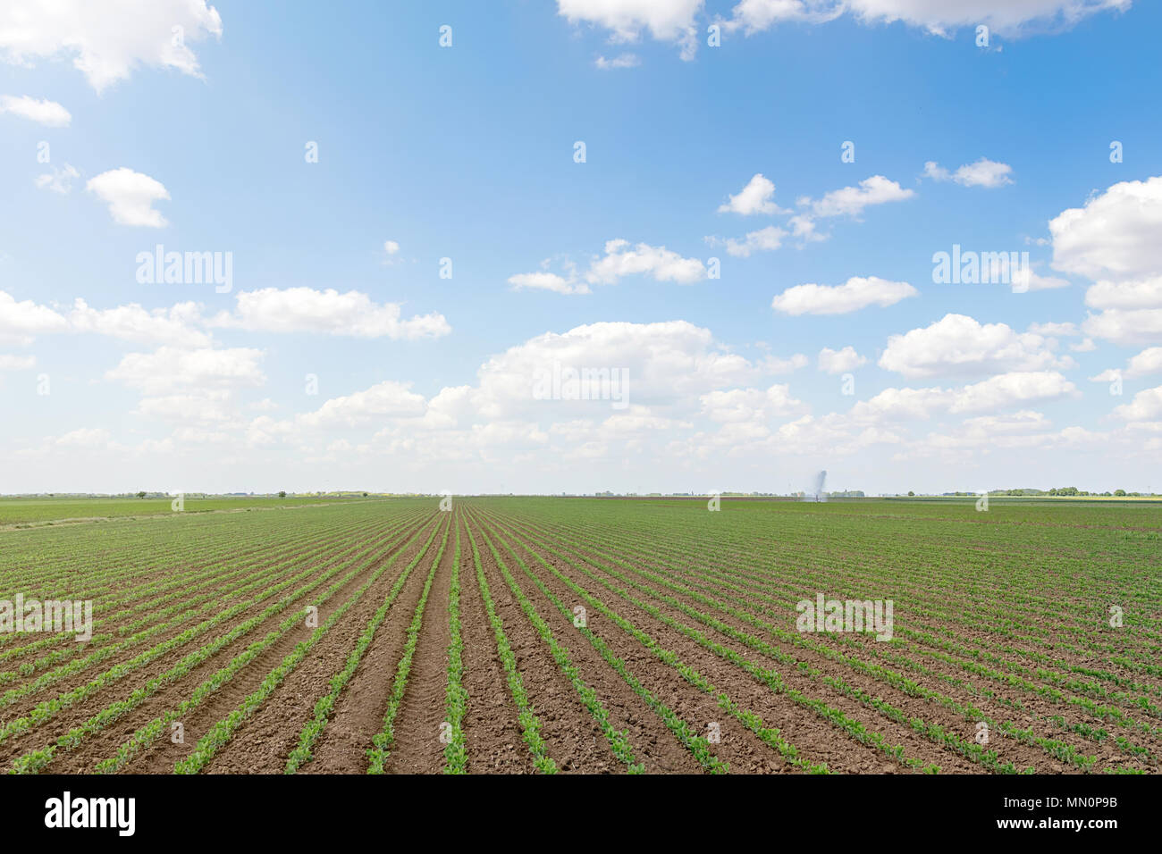 Green soybean field, Rows of young green soybeans. Agricultural ...