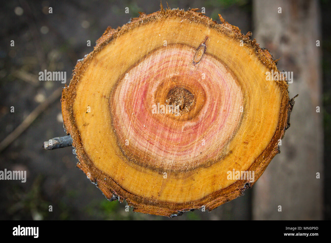 Smooth logs hi-res stock photography and images - Alamy