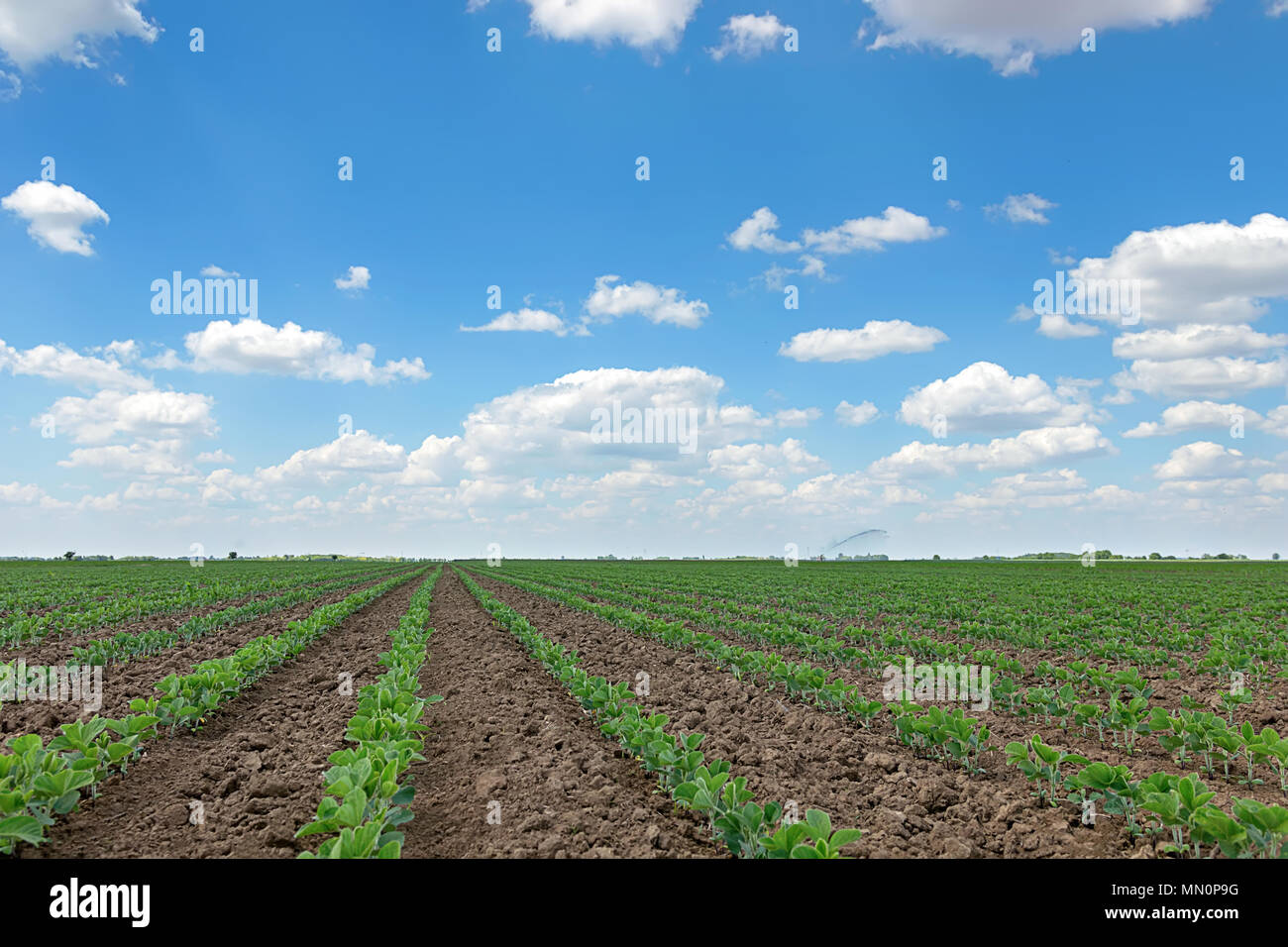 Green soybean field, Rows of young green soybeans. Agricultural ...