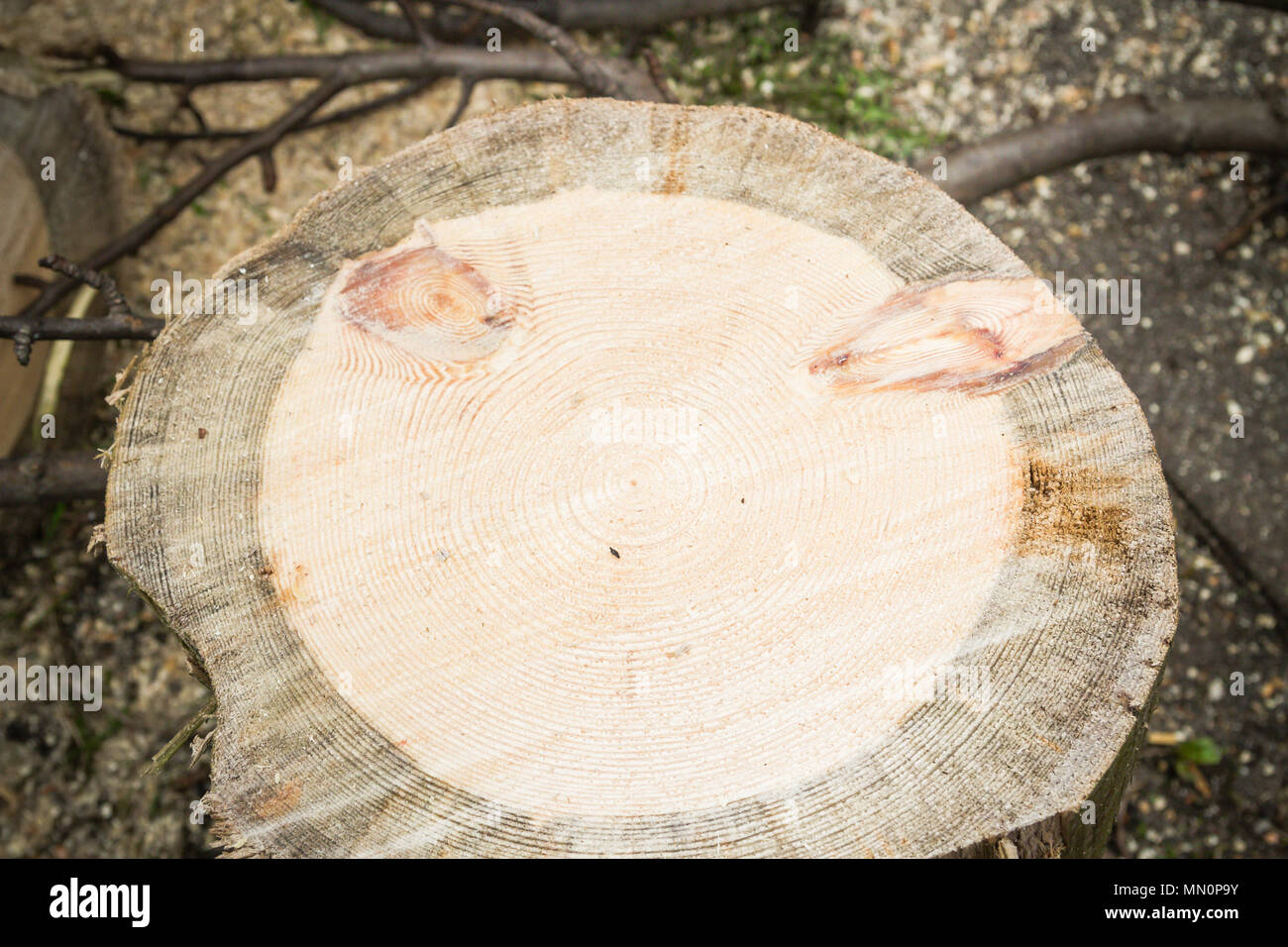 Smooth cut of sawn round wooden log Stock Photo - Alamy