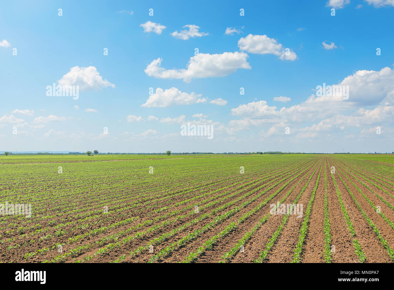 Green soybean field, Rows of young green soybeans. Agricultural ...