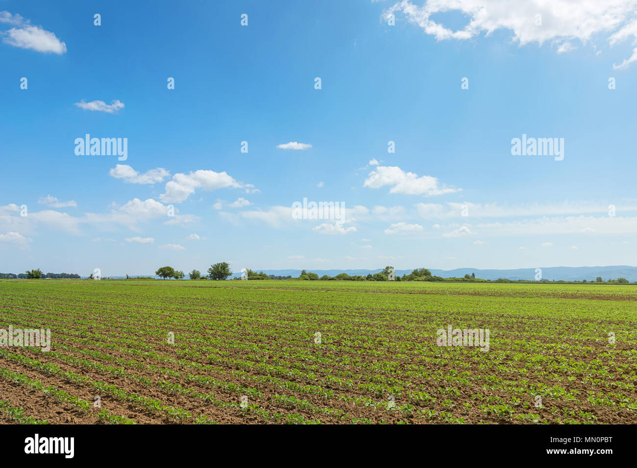 Green soybean field, Rows of young green soybeans. Agricultural ...