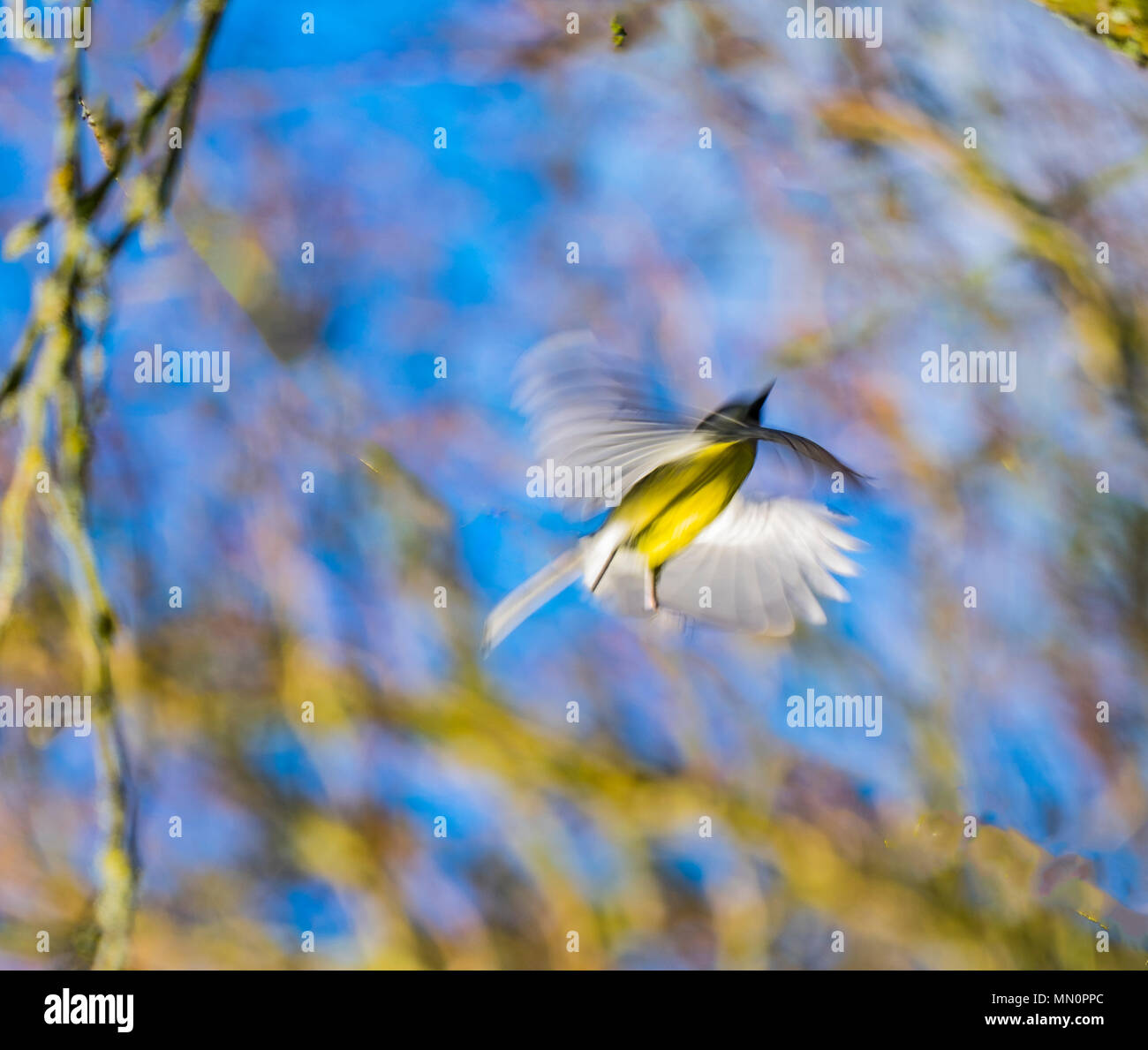 little bird in flight Stock Photo - Alamy