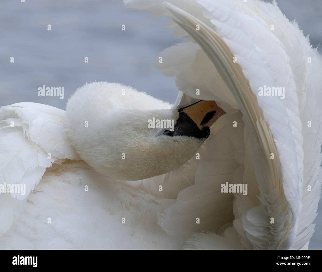 swan preening under its wing Stock Photo - Alamy