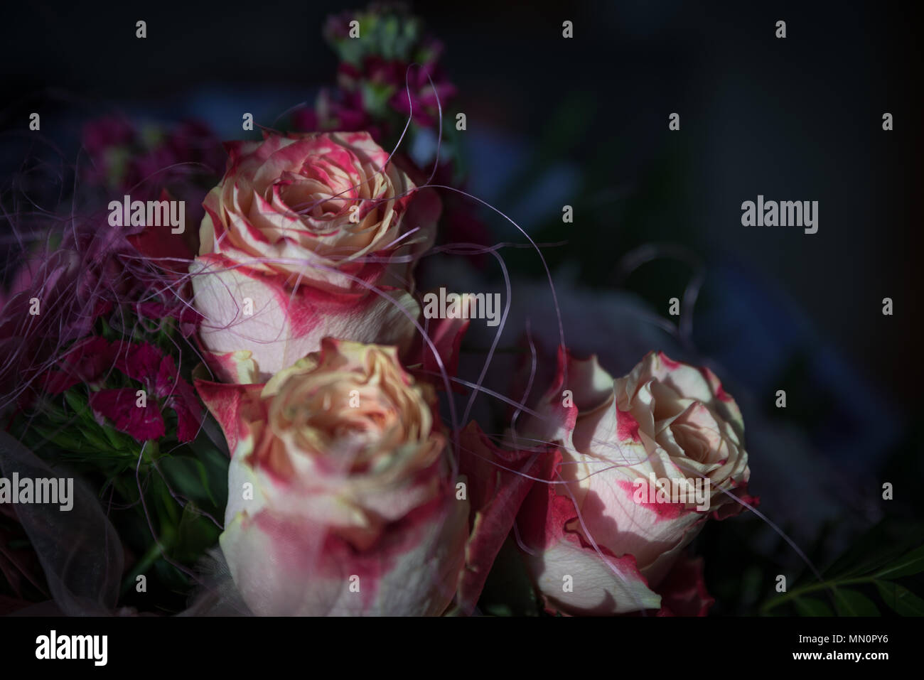 Beautiful Roses in Closeup Stock Photo - Alamy
