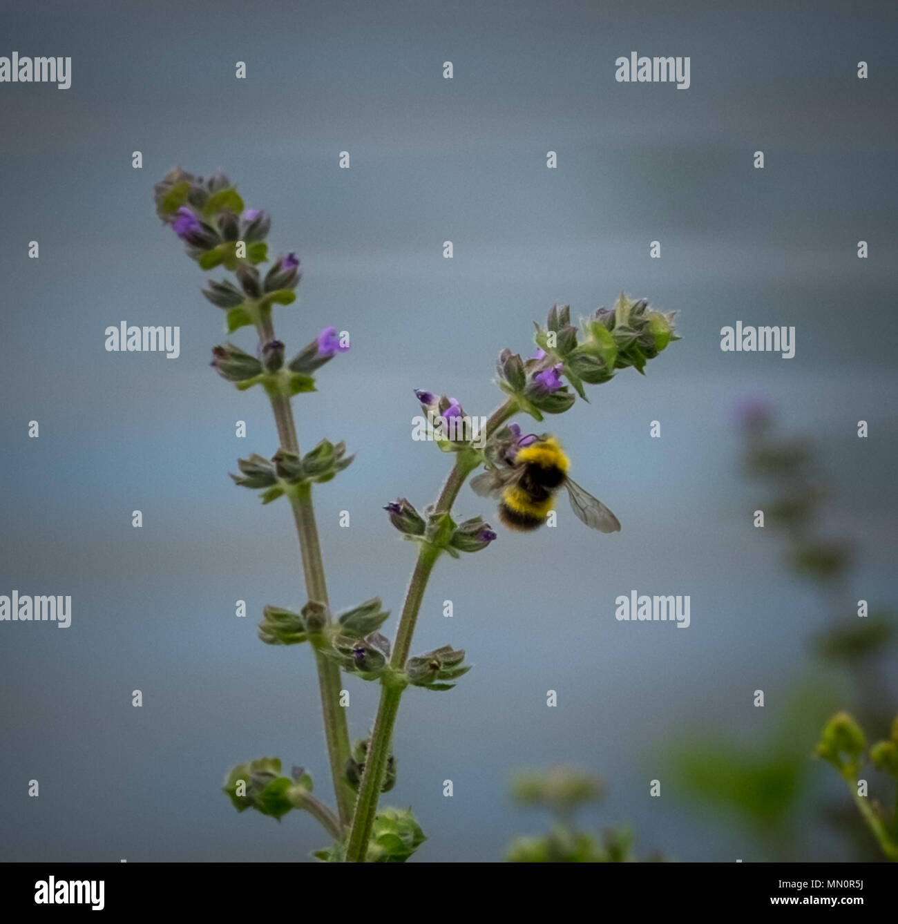 Black pollen sac hi-res stock photography and images - Alamy