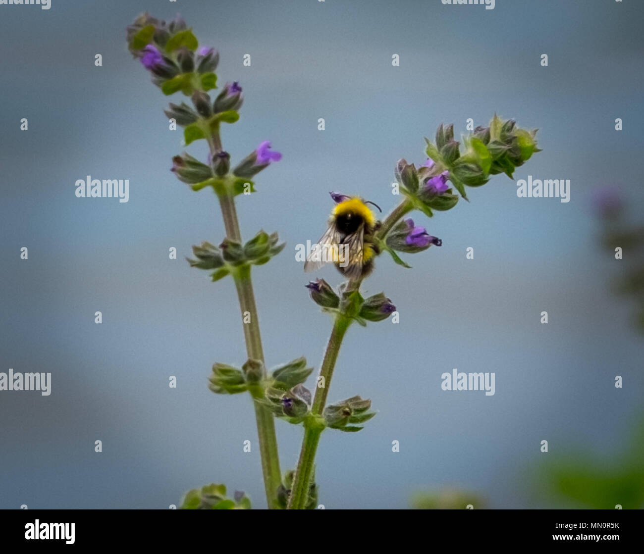 Black pollen sac hi-res stock photography and images - Alamy