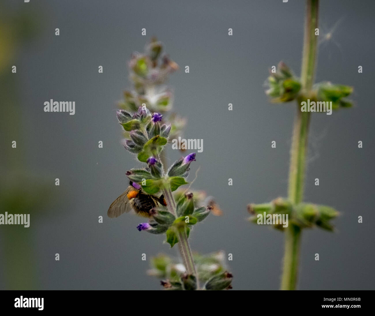 Black pollen sac hi-res stock photography and images - Alamy