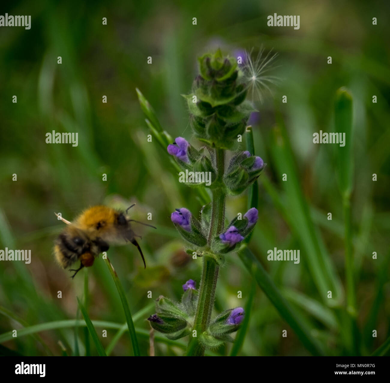 Black pollen sac hi-res stock photography and images - Alamy